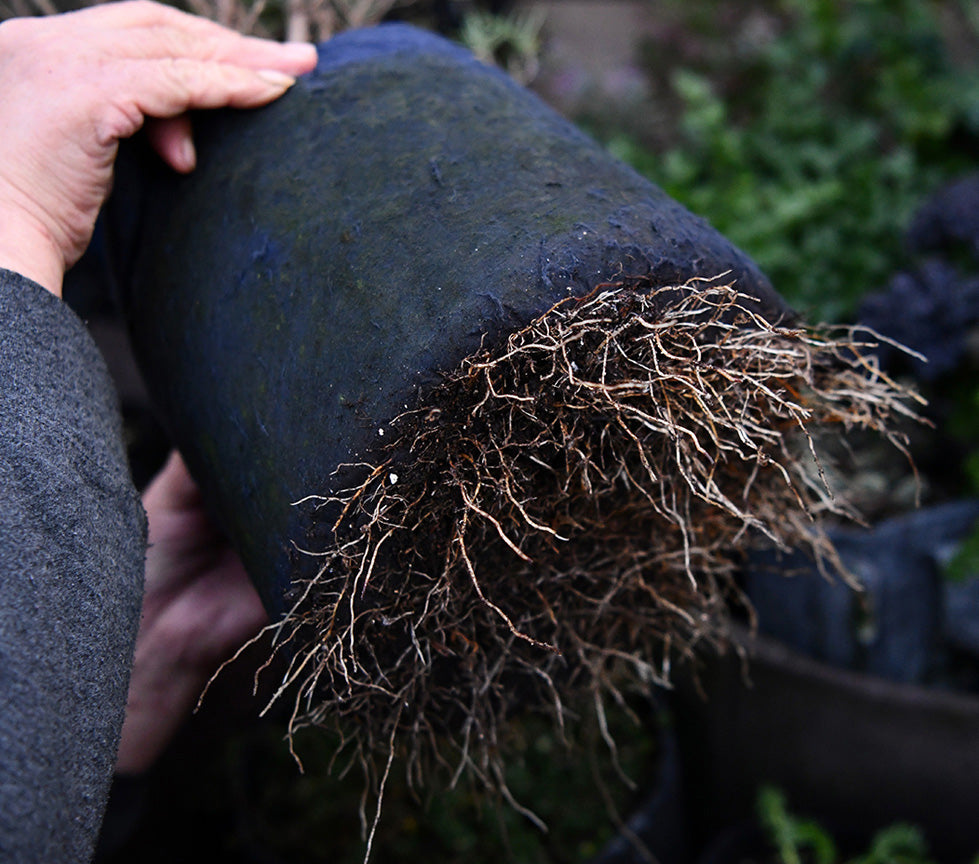 The Benefits of Using Fabric Containers in Your Gardening – Grow Root Pouch