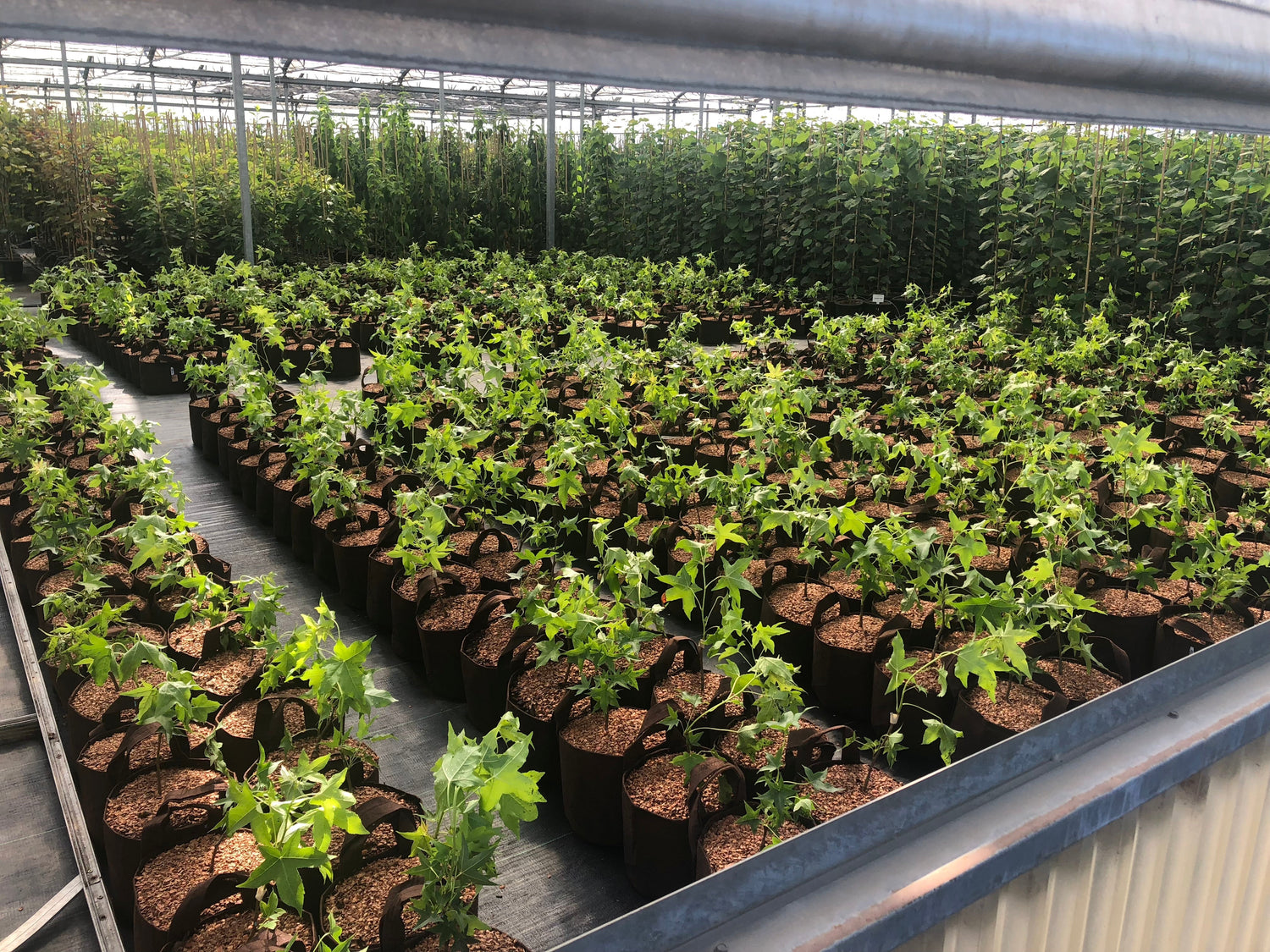 Greenhouse Growing: Maximise Results with Root Pouch – Grow Root Pouch